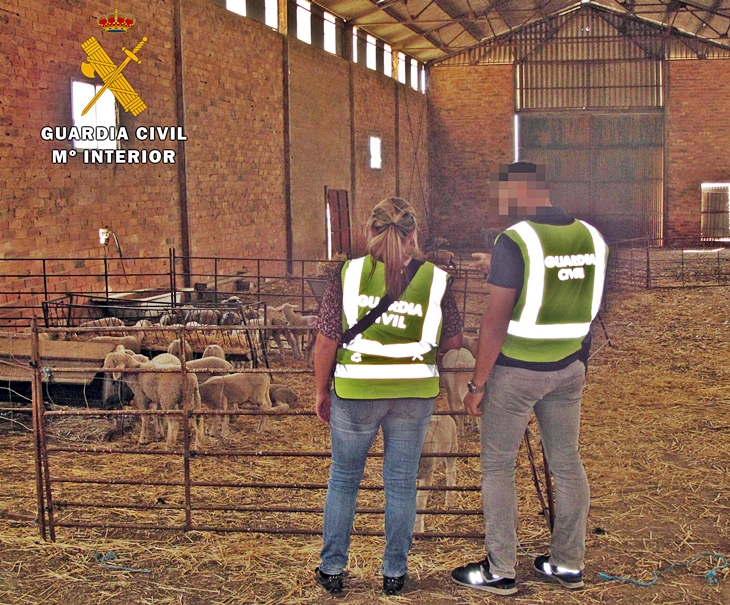 Dos Detenidos Por El Robo De Un Centenar De Cabezas De Ganado Ovino