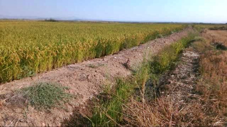Ya pueden solicitarse las ayudas para asesoramiento técnico agrícola ... Ya pueden solicitarse las ayudas para asesoramiento técnico agrícola ...