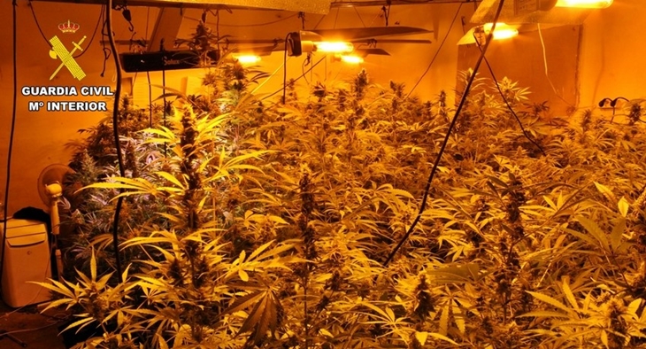 Desmantelan en una finca emeritense más de 185 plantas de marihuana - Extremadura7dias.com ...